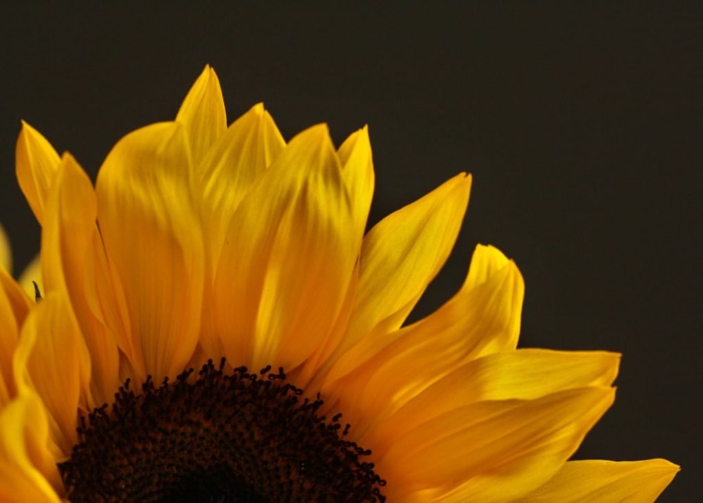 What Are Hald Images and Why Are They Useful? - Unit Conversion Blog